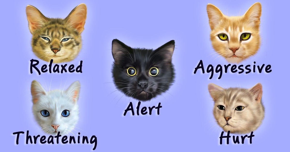 How To Read Your Cat s Eyes 5 Minute Crafts How To Read Your Cat s Eyes 5 Minute Crafts