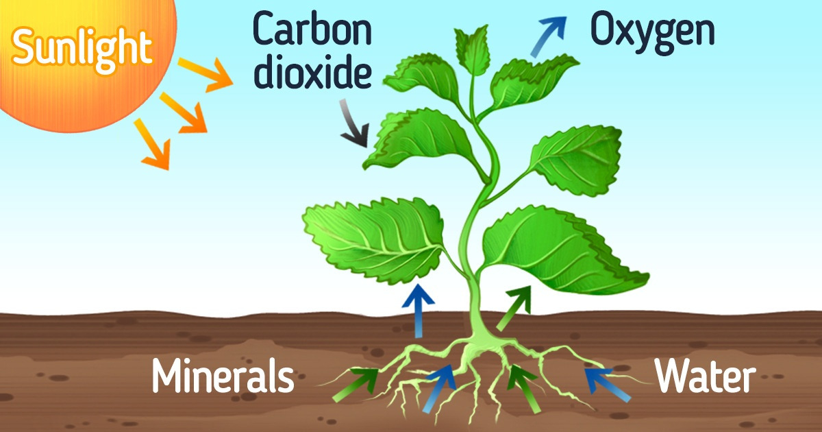 A Simple Definition Of Photosynthesis 5 Minute Crafts A Simple Definition Of Photosynthesis 5 Minute Crafts