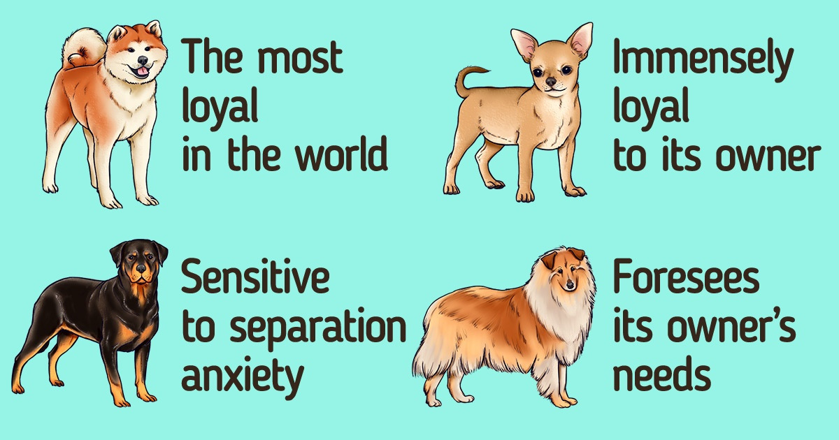 The Most Loyal Dog Breeds 5 Minute Crafts