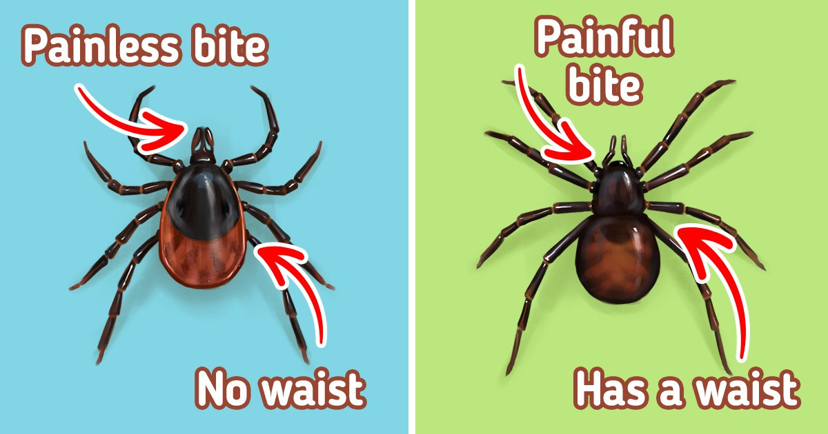 How To Tell A Spider From A Tick 5 Minute Crafts How To Tell A Spider From A Tick 5 Minute Crafts