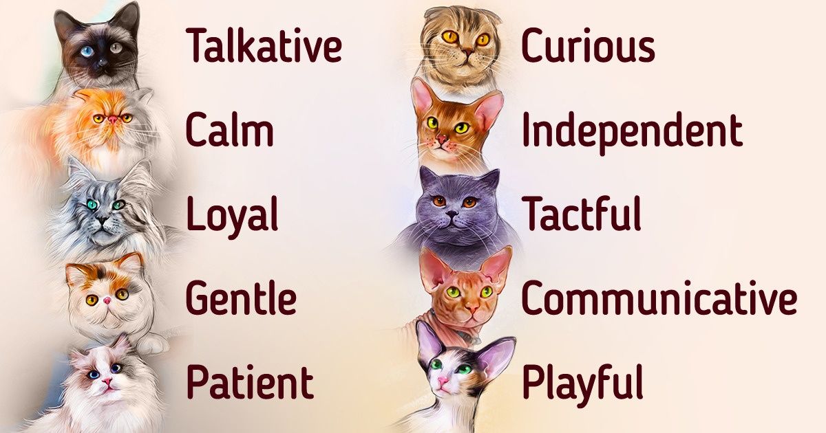 What You Need To Know About A Cat s Personality Based On Its Breed 5