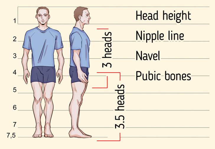 The Proportions Of A Human Body 5 Minute Crafts