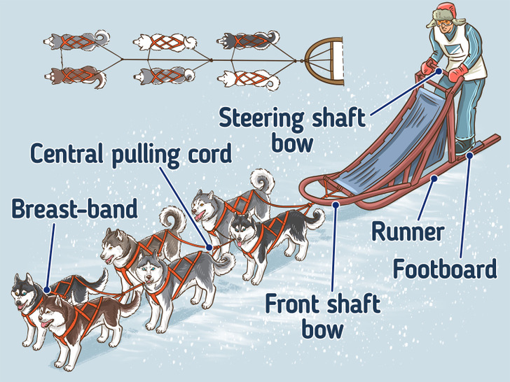  What Are The Commands For Sled Dogs 