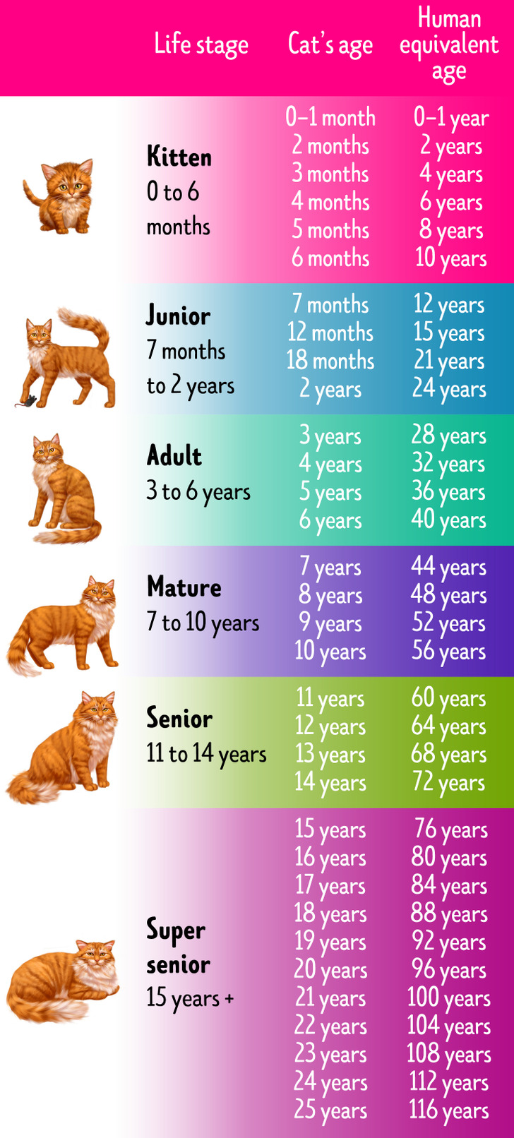 How To Tell A Cat s Age In Human Years 5 Minute Crafts