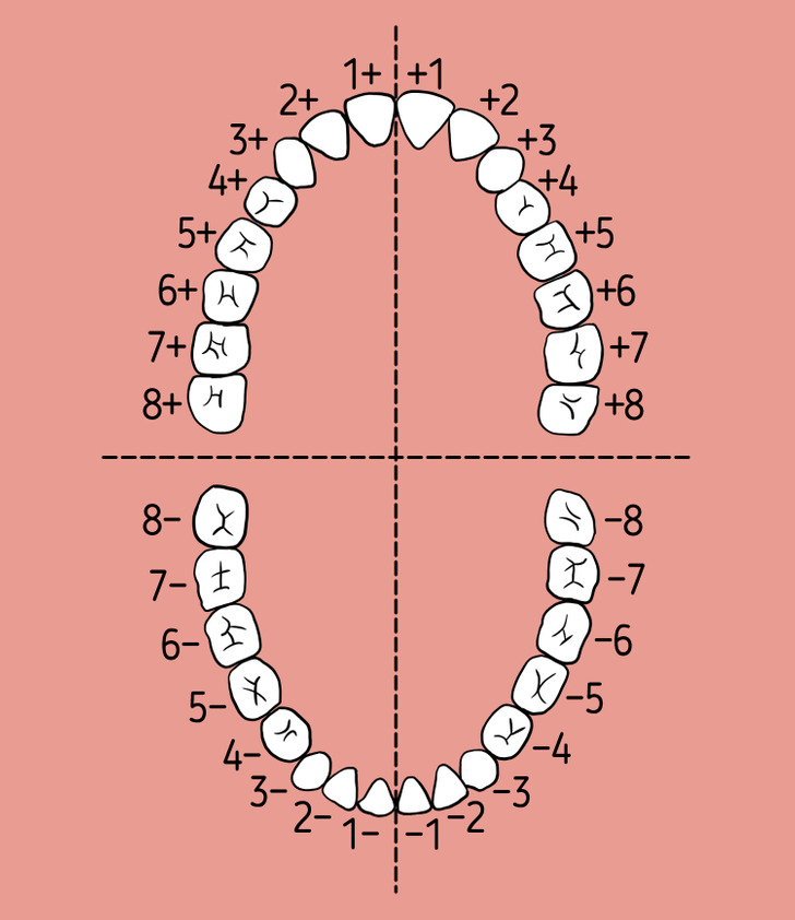 A Guide To Teeth Numbers In Canada Web DMD